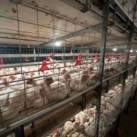 China Customizable Weather Resistant Poultry House with Automated Harvest Broiler Equipment for Chicken Farm Building for sale