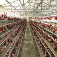 China Customizable Weather Resistant Poultry House with Automated Harvest Broiler Equipment for Chicken Farm Building for sale