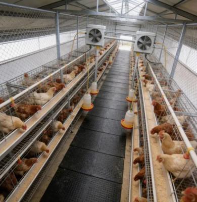 China Prefabricated Steel Structure Chicken Coop with Convenient Feeding and Smooth Drainage for sale
