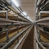 China Automatic Poultry Farming Equipment with Durable Construction Easy-Clean Design and Automatic Feeding System for sale