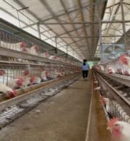 China Prefabricated Steel Structure Chicken Coop with Convenient Feeding and Smooth Drainage for sale