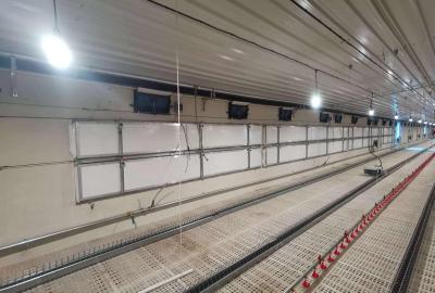 China New Condition Automatic Poultry House Equipment with Hot-Dip Galvanized Layer 275g/m³ Broiler Chicken Feeding Line and Large Diameter 37.5cm Ground Feeder Pan for sale