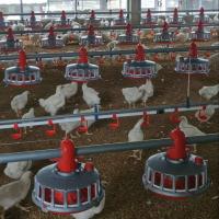 China Automatic Poultry Farming Equipment with Durable Construction Easy-Clean Design and Automatic Feeding System for sale