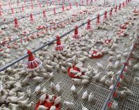 China Automatic Poultry Farming Equipment with Durable Construction Easy-Clean Design and Automatic Feeding System for sale
