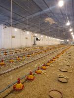 China New Condition Automatic Poultry House Equipment with Hot-Dip Galvanized Layer 275g/m³ Broiler Chicken Feeding Line and Large Diameter 37.5cm Ground Feeder Pan for sale