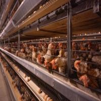 China Automatic Poultry Farming Equipment with Durable Construction Easy-Clean Design and Automatic Feeding System for sale