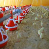 China Automatic Poultry Farming Equipment with Durable Construction Easy-Clean Design and Automatic Feeding System for sale