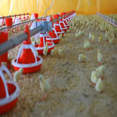 China Automatic Poultry Farming Equipment with Durable Construction Easy-Clean Design and Automatic Feeding System for sale