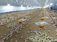 China Anti-Rust Automated Water Drinker for Poultry Farming with Adjustable Height and Stable Water Pressure for sale