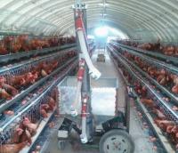 China Automatic Hot Galvanized Multi-Tier A-Frame Layer Chicken Battery Cage Poultry Farming Equipment with Nipple Drinkers for sale