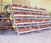 China Automatic Hot Galvanized Multi-Tier A-Frame Layer Chicken Battery Cage Poultry Farming Equipment with Nipple Drinkers for sale