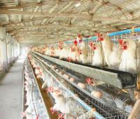 China Automatic Hot Galvanized Multi-Tier A-Frame Layer Chicken Battery Cage Poultry Farming Equipment with Nipple Drinkers for sale