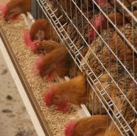 China Automatic H Type Layer Battery Cage with PP Plastic Slat Floor and Nipple Drinkers for Efficient Chicken Coop for sale