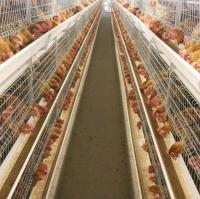China Automatic H Type Layer Battery Cage with PP Plastic Slat Floor and Nipple Drinkers for Efficient Chicken Coop for sale
