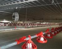 China Anti-Rust Automated Water Drinker for Poultry Farming with Adjustable Height and Stable Water Pressure for sale
