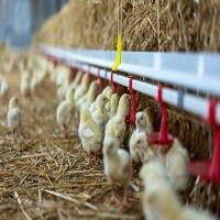 China Anti-Rust Automated Water Drinker for Poultry Farming with Adjustable Height and Stable Water Pressure for sale
