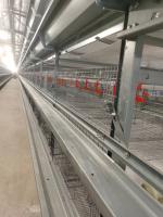 China Hot-dip Galvanized Steel Pullet Cage with Automatic Egg Collection and Customizable Design Poultry Equipment for sale