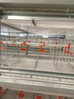 China Automated Poultry Farming Equipment with 12,000 Eggs per Hour Collection and Hot-Dip Galvanized Steel Layer Chicken Cage System for Automatic Manure Cleaning for sale