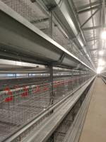 China Automated Poultry Farming Equipment with 12,000 Eggs per Hour Collection and Hot-Dip Galvanized Steel Layer Chicken Cage System for Automatic Manure Cleaning for sale