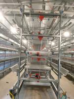 China Automated Poultry Farming Equipment with 12,000 Eggs per Hour Collection and Hot-Dip Galvanized Steel Layer Chicken Cage System for Automatic Manure Cleaning for sale
