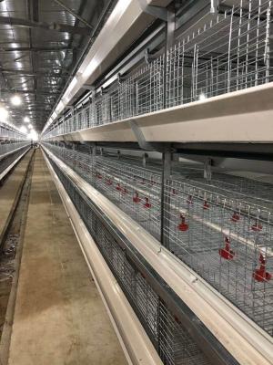 China Custom Large Cascaded Layer Cage with Automatic Egg Collection and Galvanized Steel Construction in Customizable Tiers for sale