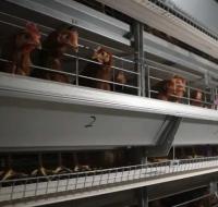 China Fully Automatic Hot-Dip Galvanized Steel Layer Chicken Cage with 15-20 Years Lifespan for Large-Scale Egg Collection for sale