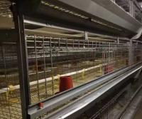 China Fully Automatic Hot-Dip Galvanized Steel Layer Chicken Cage with 15-20 Years Lifespan for Large-Scale Egg Collection for sale