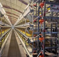 China Fully Automated Broiler Chicken Cage with Hot-Dip Zinc Technology and Modular Design for Poultry Farming for sale