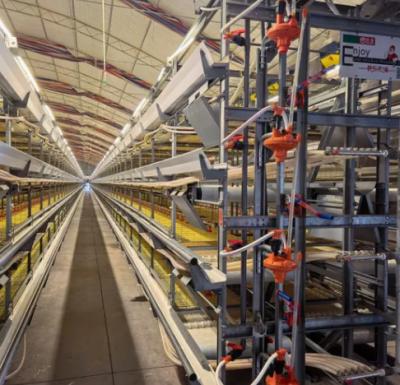 China Fully Automated Broiler Chicken Cage with Hot-Dip Zinc Technology and Modular Design for Poultry Farming for sale
