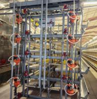 China Fully Automated Broiler Chicken Cage with Hot-Dip Zinc Technology and Modular Design for Poultry Farming for sale