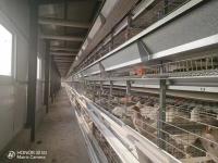 China Corrosion Resistant Poultry Farm Equipment with Automatic Egg Collection and Versatile Cage Design for sale