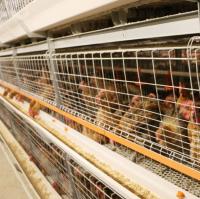 China Corrosion Resistant Poultry Farm Equipment with Automatic Egg Collection and Versatile Cage Design for sale