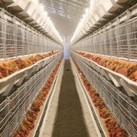 China Corrosion Resistant Poultry Farm Equipment with Automatic Egg Collection and Versatile Cage Design for sale