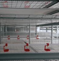 China Fast-Growth Strain Optimized Broiler Chicken Cage with High Strength Bolts Connection and Q235b Q355B Carbon Structural Steel for sale