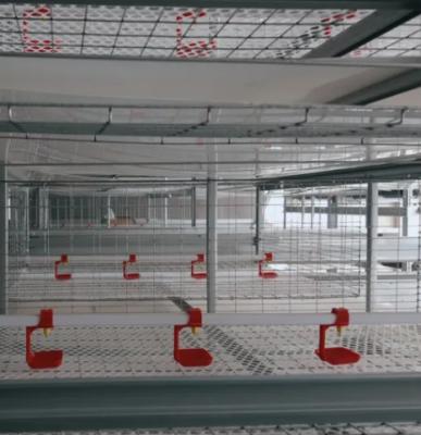 China Fast-Growth Strain Optimized Broiler Chicken Cage with High Strength Bolts Connection and Q235b Q355B Carbon Structural Steel for sale