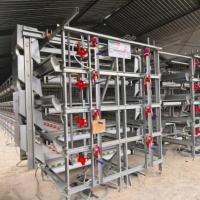 China Fast-Growth Strain Optimized Broiler Chicken Cage with High Strength Bolts Connection and Q235b Q355B Carbon Structural Steel for sale