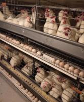 China Fully Automated Broiler Raising Equipment with Hot-Dip Galvanized Steel and Automatic Manure Cleaning System for sale