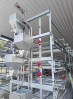 China Fully Automated Broiler Raising Equipment with Hot-Dip Galvanized Steel and Automatic Manure Cleaning System for sale