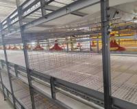 China Fully Automated Broiler Raising Equipment with Hot-Dip Galvanized Steel and Automatic Manure Cleaning System for sale
