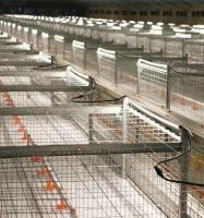 China Closed Broiler Farming House with Prefabricated Components Mesh Windows for Airflow and Carbon Structural Steel for sale
