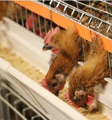 China Closed Broiler Farming House with Prefabricated Components Mesh Windows for Airflow and Carbon Structural Steel for sale