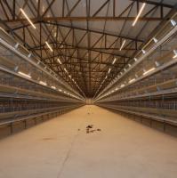 China High Efficiency Poultry Farming Equipment Complete Set with Easy Setup Durable Galvanized Steel Cage System for sale