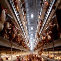 China Fully Automatic Galvanized Poultry Farm Equipment with Customizable Layer Cage for Poultry House for sale