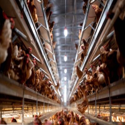 China Fully Automatic Galvanized Poultry Farm Equipment with Customizable Layer Cage for Poultry House for sale