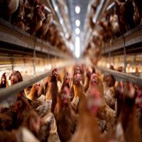 China High Efficiency Poultry Farming Equipment Complete Set with Easy Setup Durable Galvanized Steel Cage System for sale