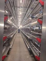 China 4 Tier H Type Fully Automatic Battery Layer Chicken Cage with Galvanized Steel Poultry Farming Equipment for sale