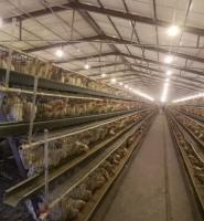 China Fully Automatic A Shape Layer Cage with Hot-DIP Galvanized Steel for 15-20 Broilers/Layer in 4-8 Tier Configuration for sale