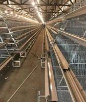 China Fully Automatic A Shape Layer Cage with Hot-DIP Galvanized Steel for 15-20 Broilers/Layer in 4-8 Tier Configuration for sale