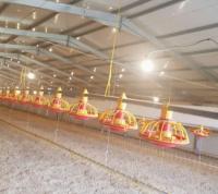 China Hot-dip Galvanized Steel Poultry House with 5000 Birds Capacity and Modular Easy Assembly for Chicken Farm Building for sale