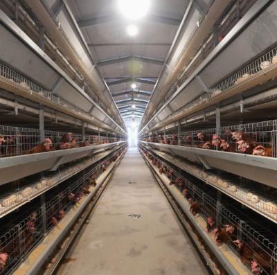 China Customizable Hot-Dip Galvanized Steel Poultry Farming Equipment with 3-8 Layers and Automatic Feeding System for Broiler Chickens for sale